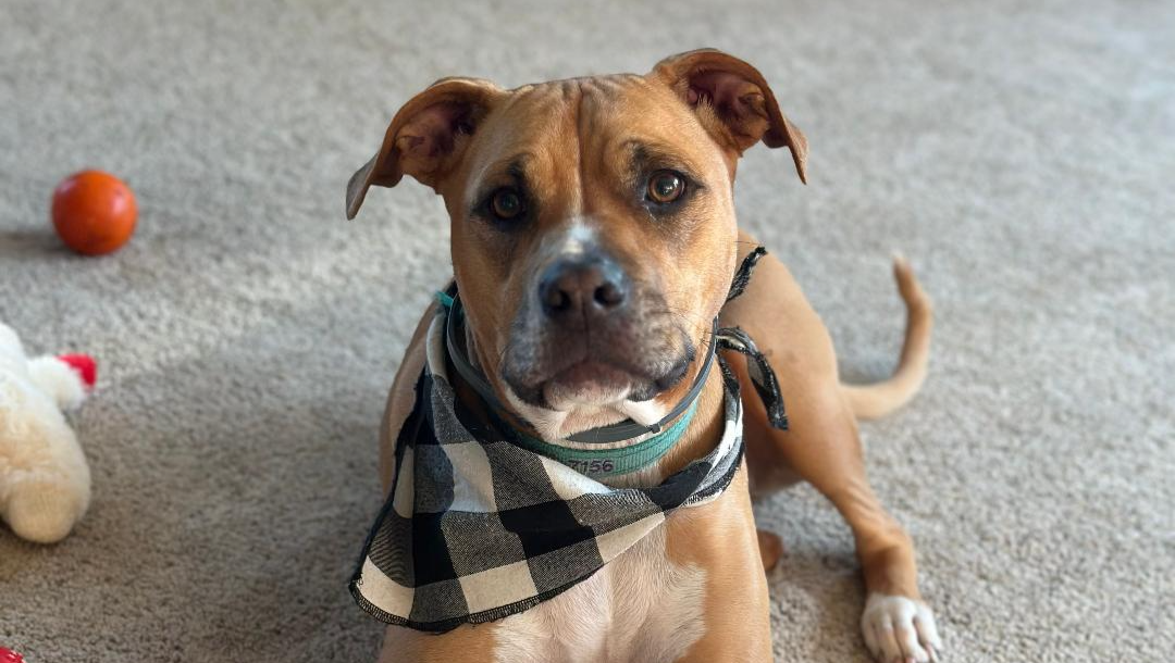 Fundraiser by Sierra Walker : Help Charlie Fight Stage Two Cancer