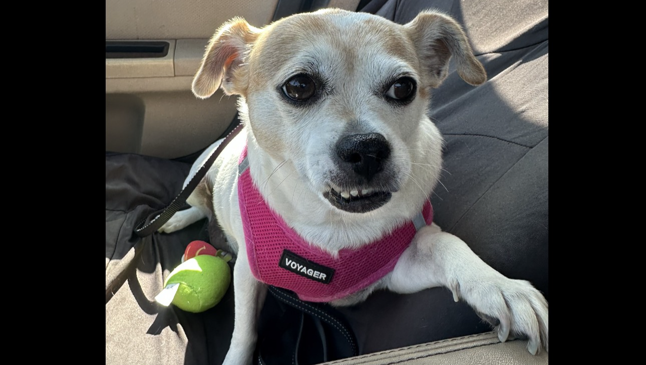 Fundraiser by Skylan Folsom : Please Help Scarlet's Snaggle Tooth Smile