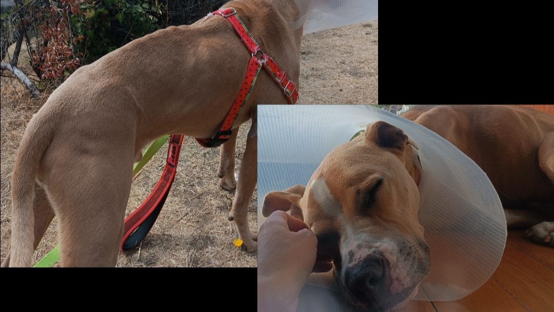 Fundraiser by Marisa Campos : Por amor ao Pompi, vamos ajudá-lo a que ...