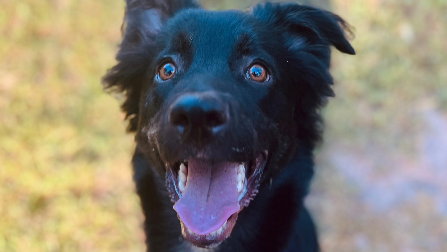 Fundraiser by Maggie Rouden : Help me fix Riots broken heart