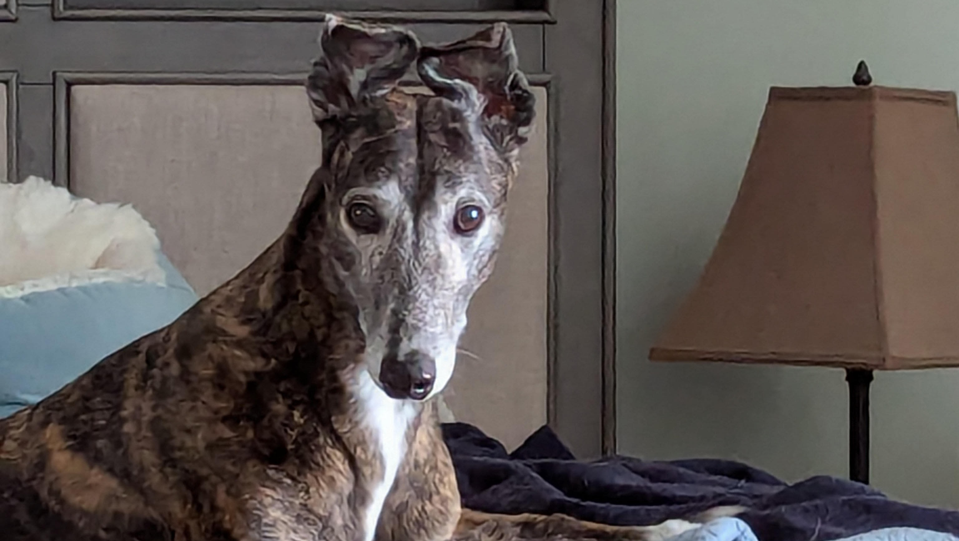 Fundraiser by Genevieve Gauss : Support Xena's Life-Saving Surgery