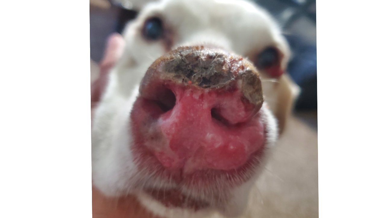 Fundraiser by Hailey Lawler : Chances medical bills