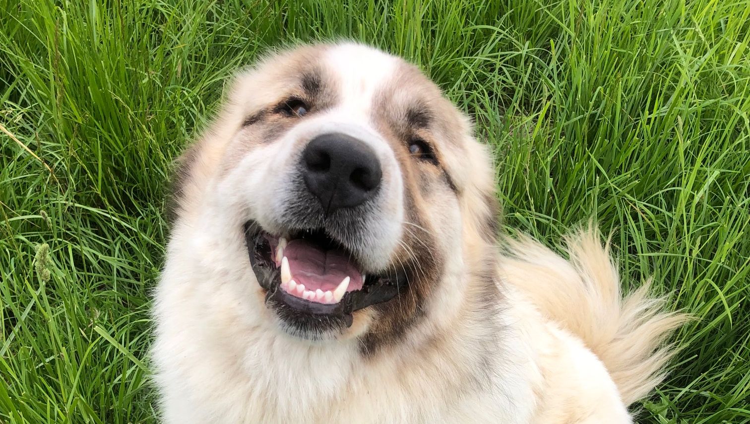 Fundraiser by Kevin Helfrick - Hell or High Water Farm : Help Maple get ...