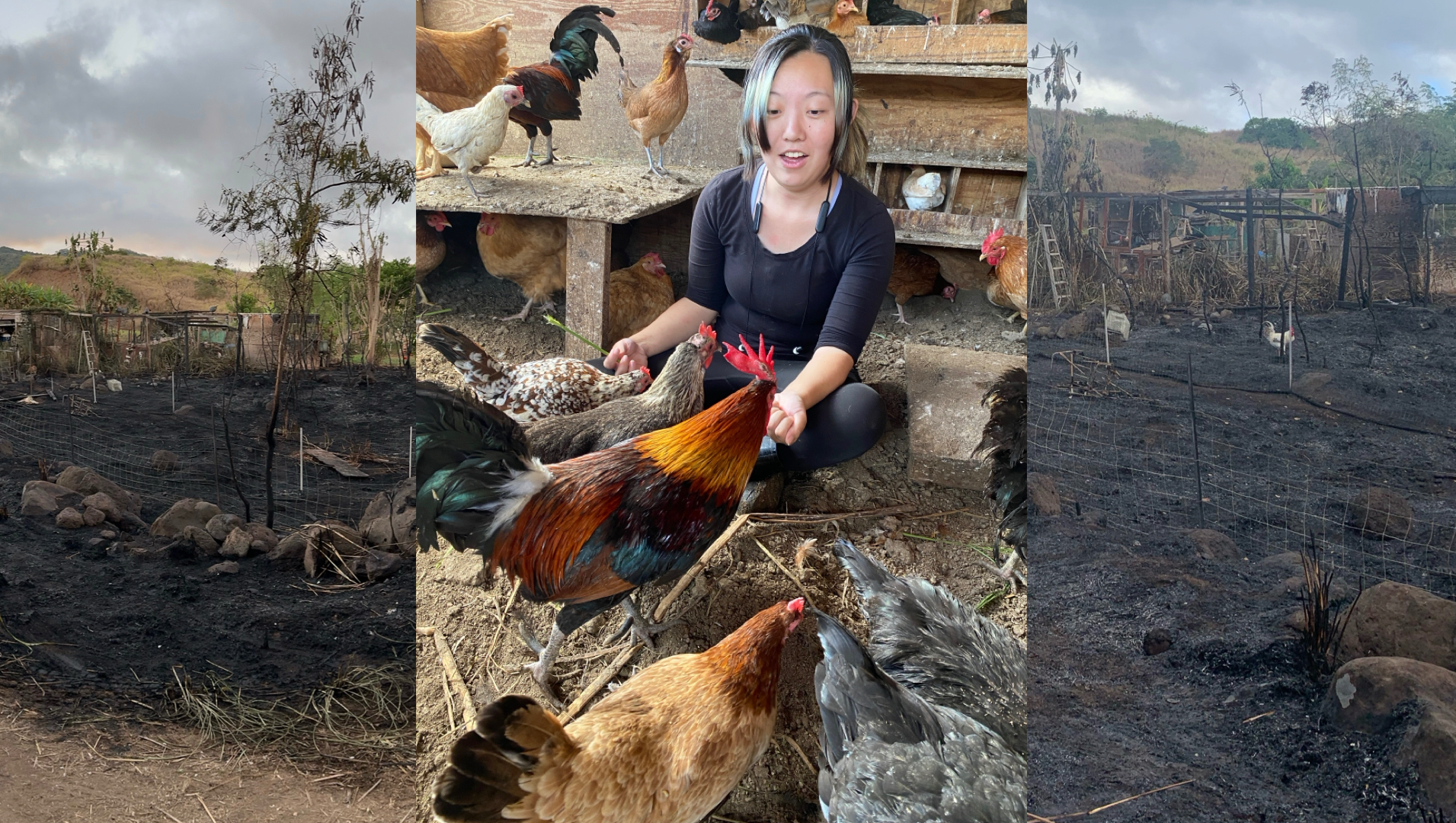 Fundraiser for Aoi Shigenaga by Friends of Chicken Paradise Hawaii ...