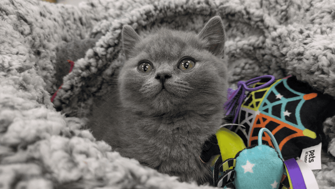 Fundraiser by Lu Bi : Meet Alex - A Brave Little Kitten Fighting for ...