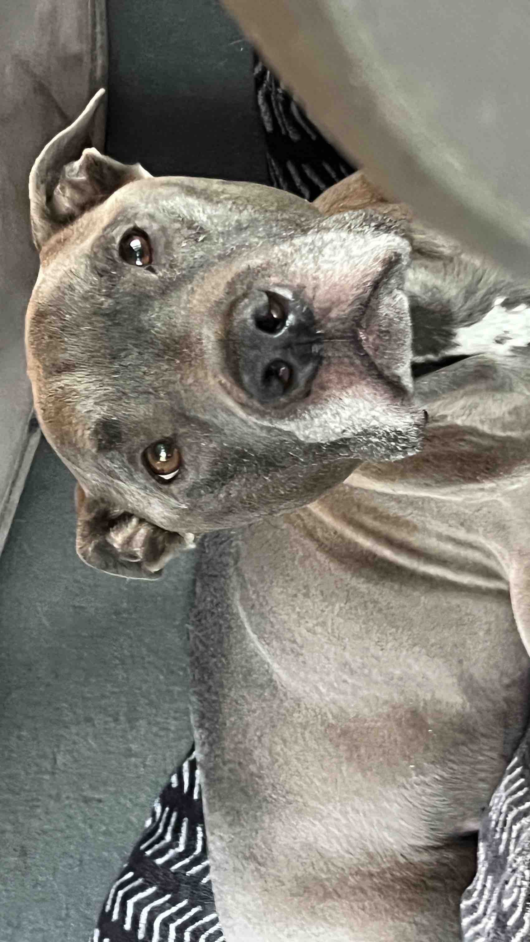 Fundraiser by Ron Braxton : Wobble is a very sick Pitbull who needs our ...