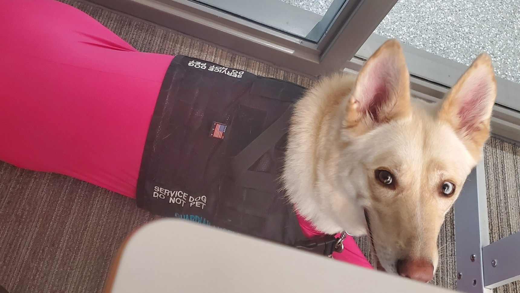 Fundraiser by Kenneth Valentine : Service dog veterinary bills