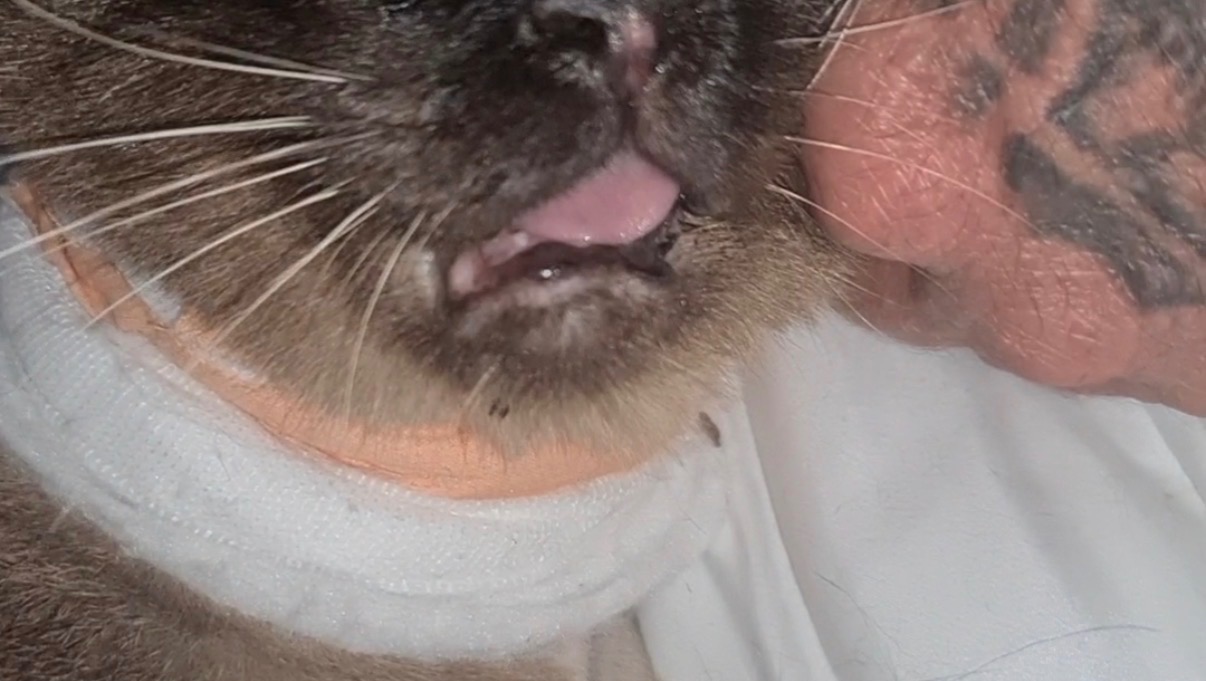 Fundraiser for Rainer Pilz by Elfi Ortlieb : Autounfall: Kater zum ...