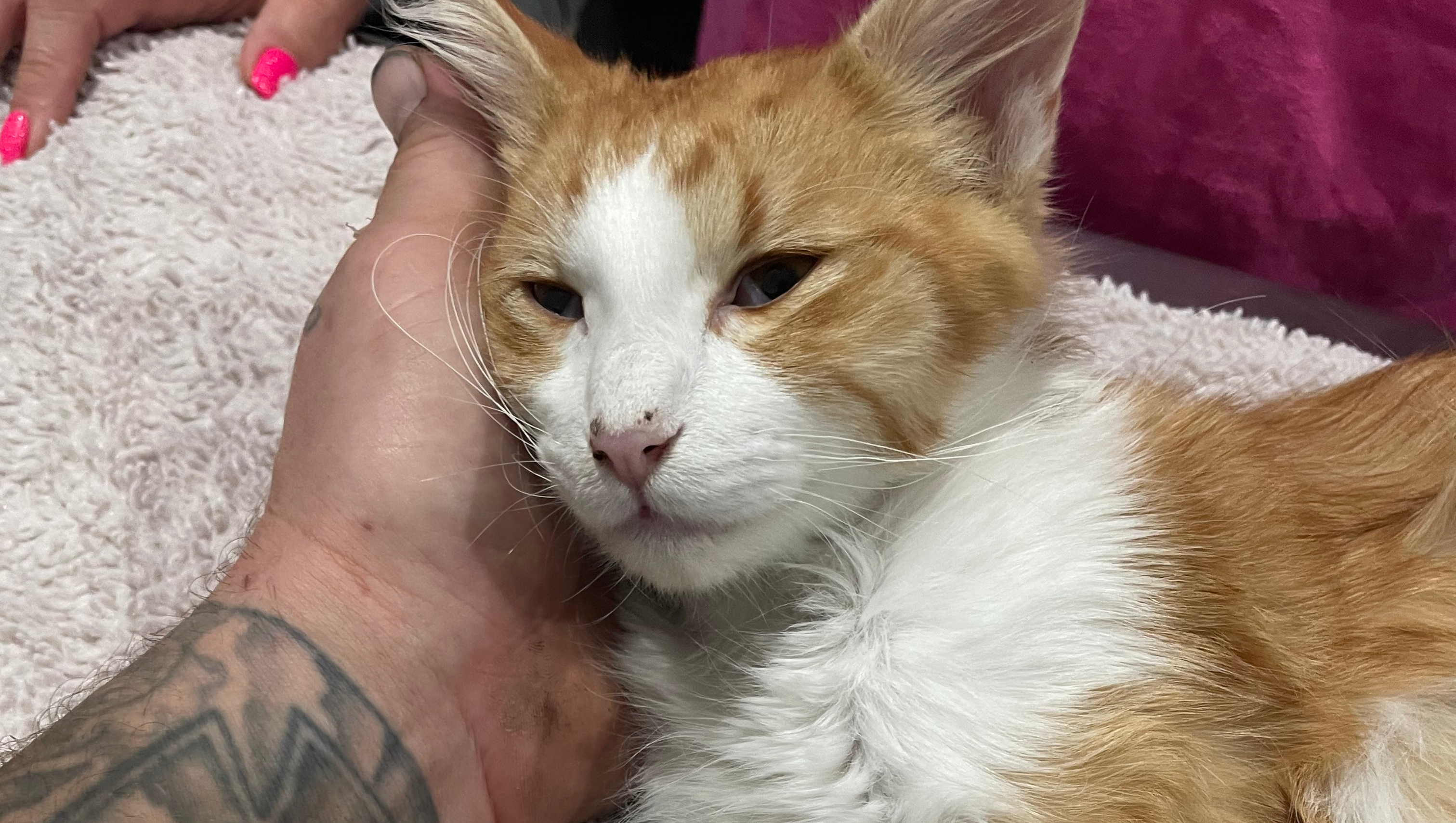 Fundraiser by Chuck Darnell : Support Chuck and Andrea's Cats in Crisis