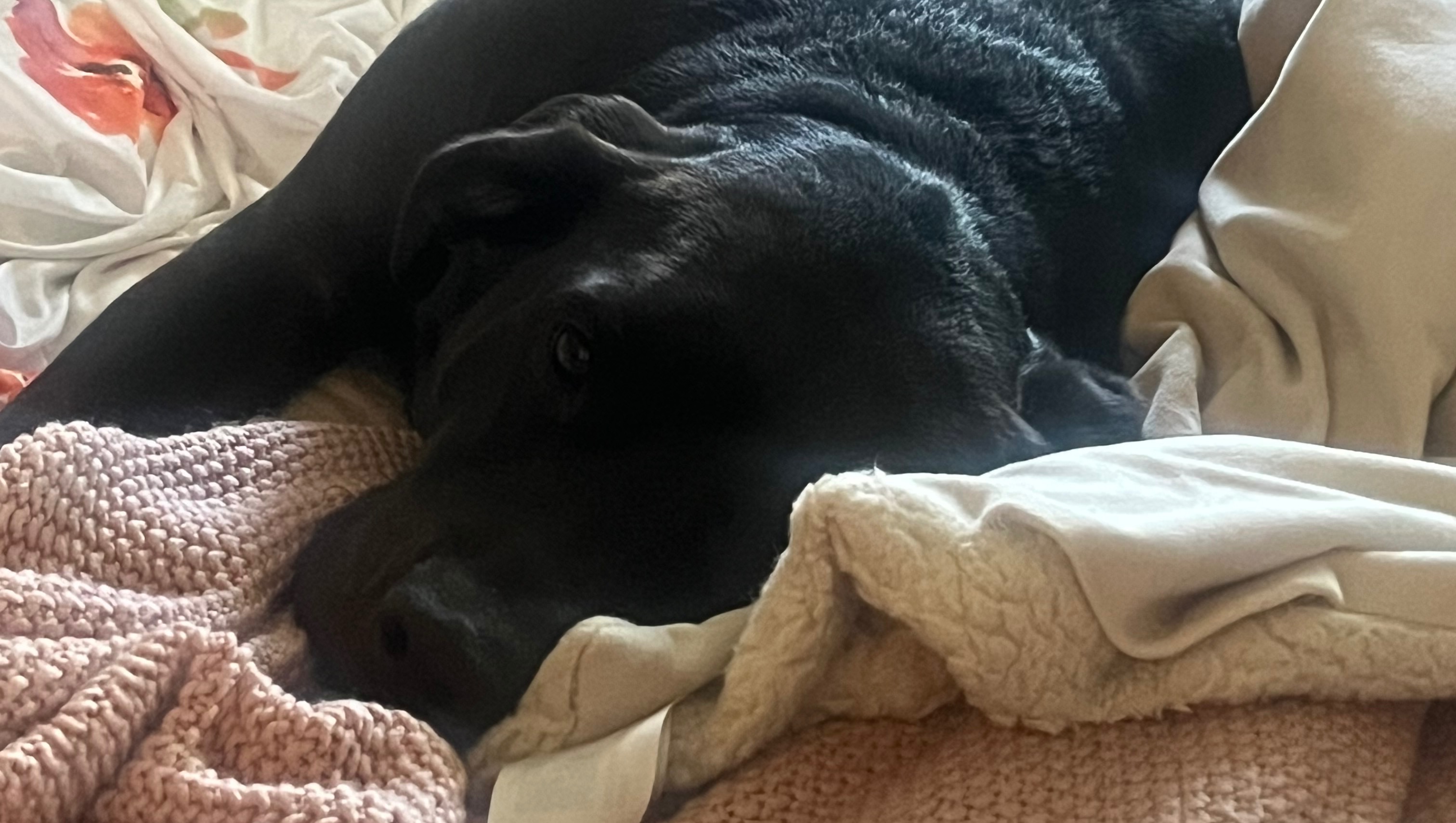 Fundraiser by Amy Bernier : Help Love Get Lifesaving Surgery