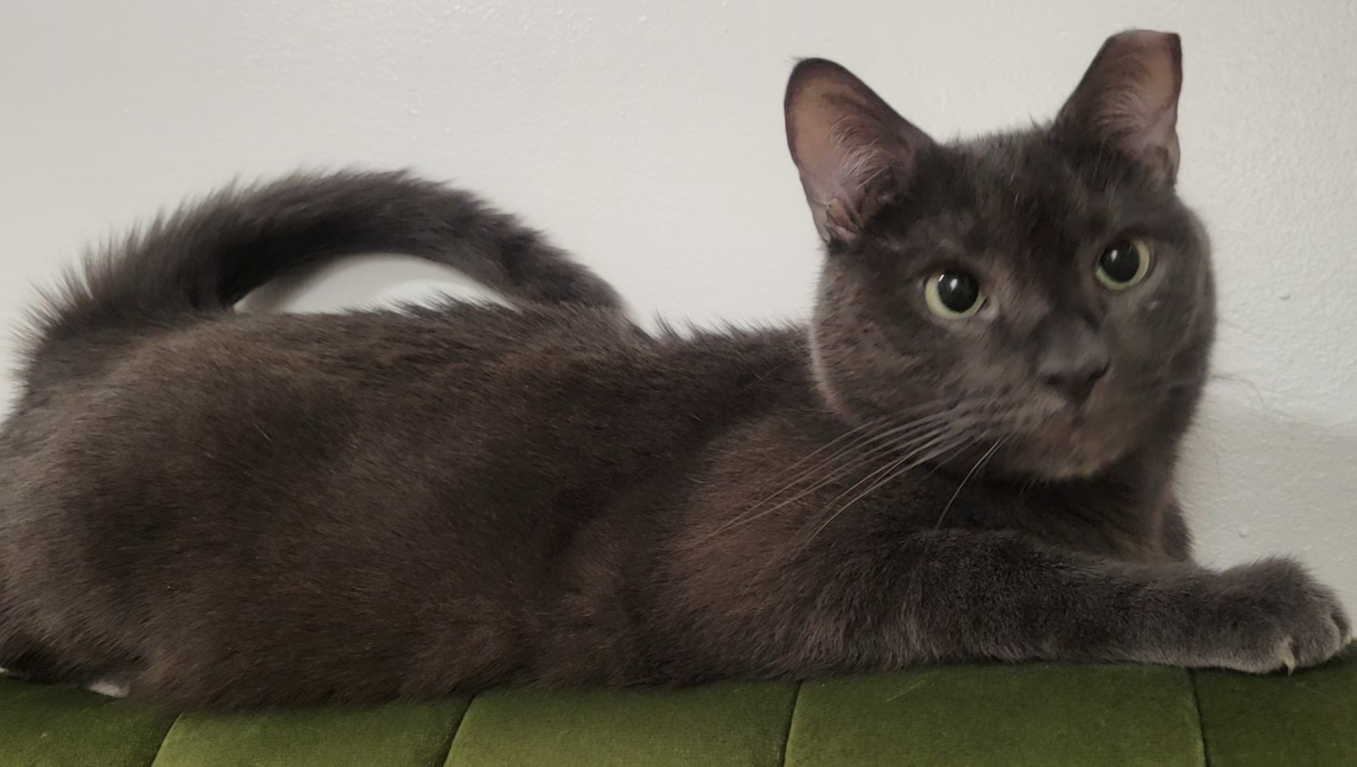 Fundraiser by Jane Meng : Help Hecate Get Her Dental Surgery