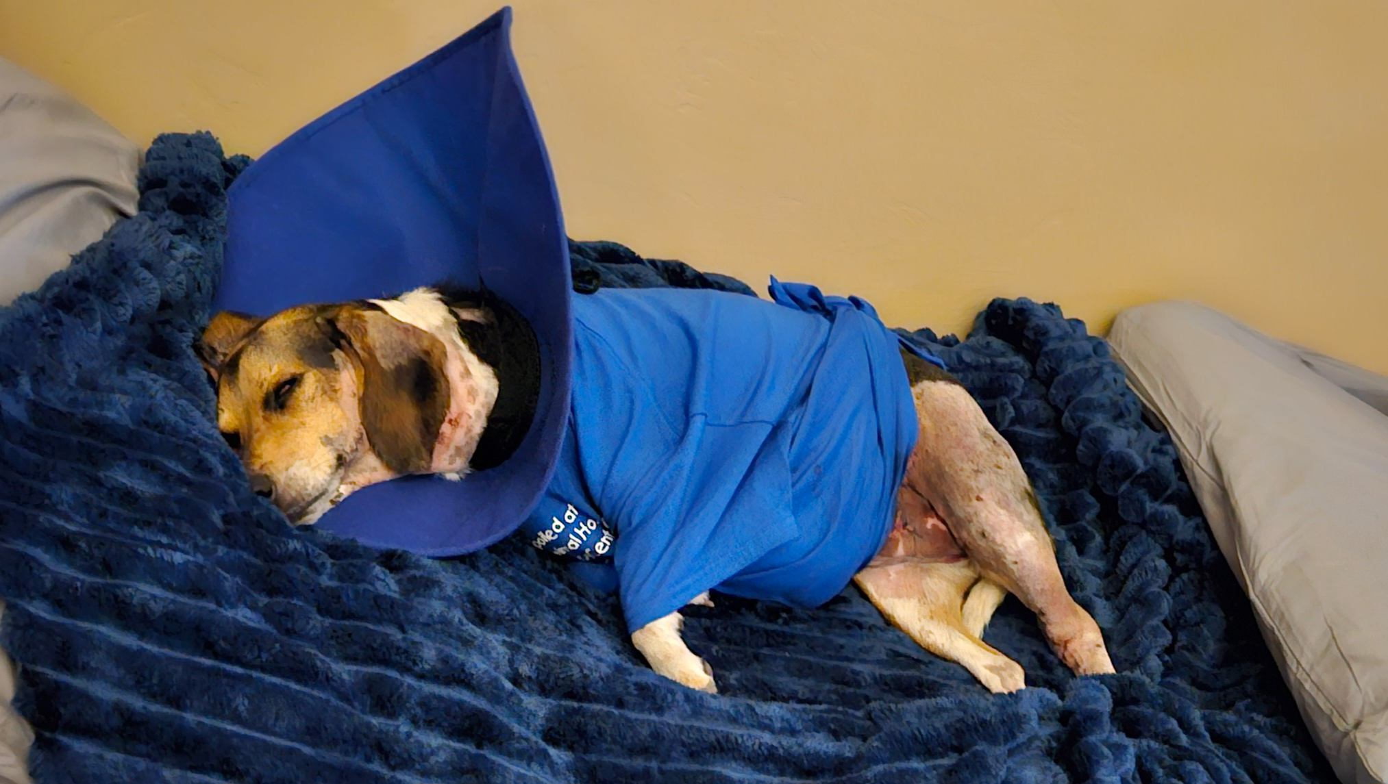 Fundraiser by Ronnae Melton : Support Daisy's Surgery After Pitbull Attack