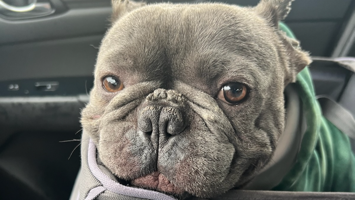 Fundraiser by Michael Barrera : Help Our Sweet Boy Rugie Recover From ...