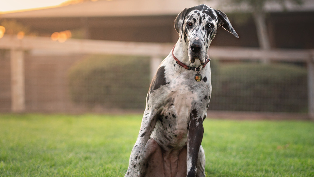 Fundraiser by Kendra Doyle : Help Rhea Battle Osteosarcoma
