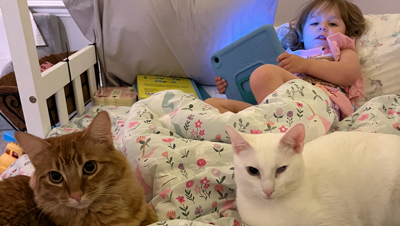 Fundraiser for stephanie Daily by Kari Hamm : Recovery and vet bills