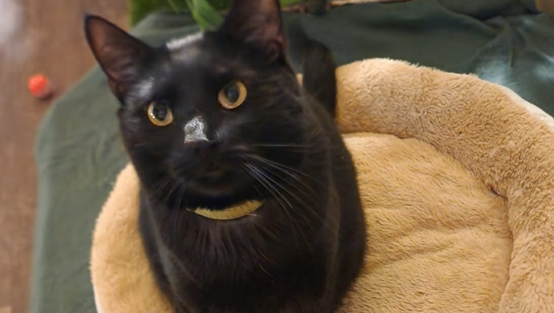 Fundraiser for Gina Bachman by Holly Goldfeder : Save Jazzy’s Life ...