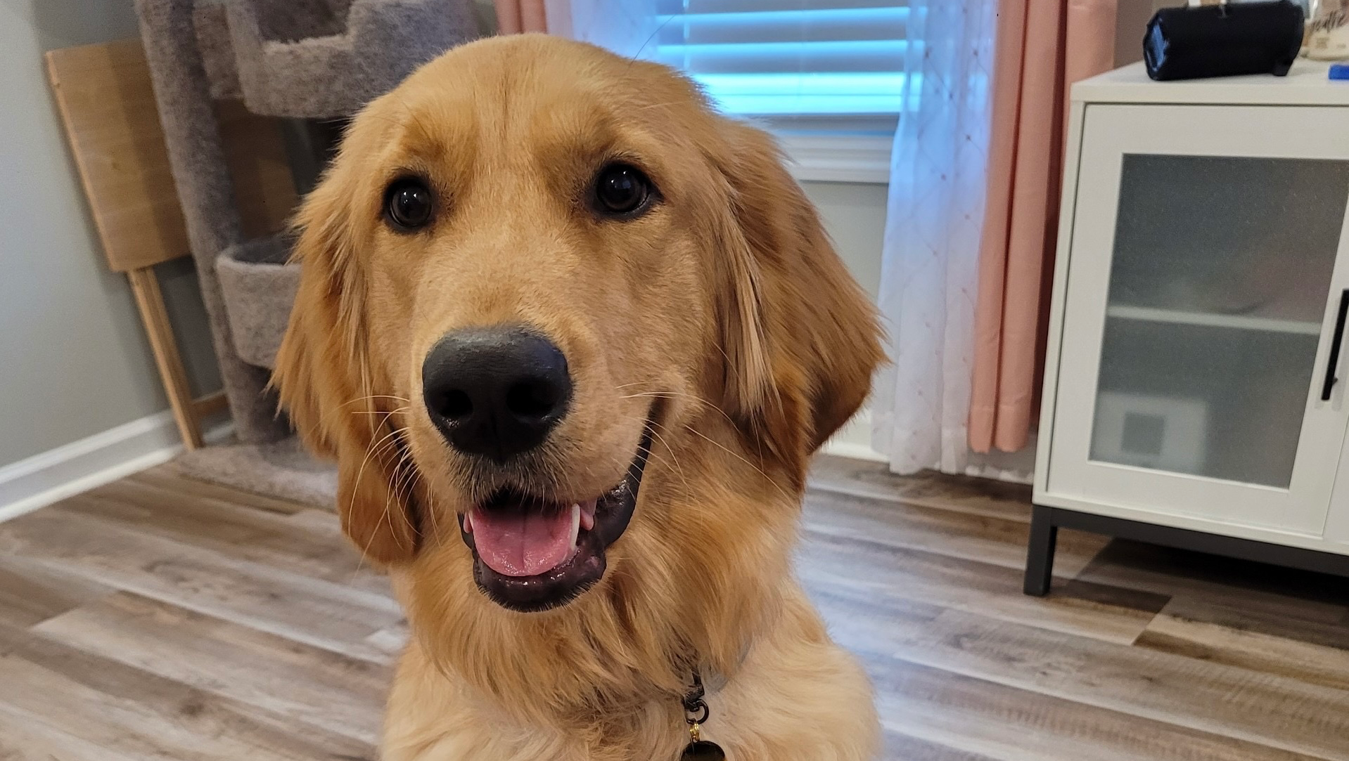Fundraiser for Hannah Baldwin by Emily Smith : Help Save Hannah's Pup ...