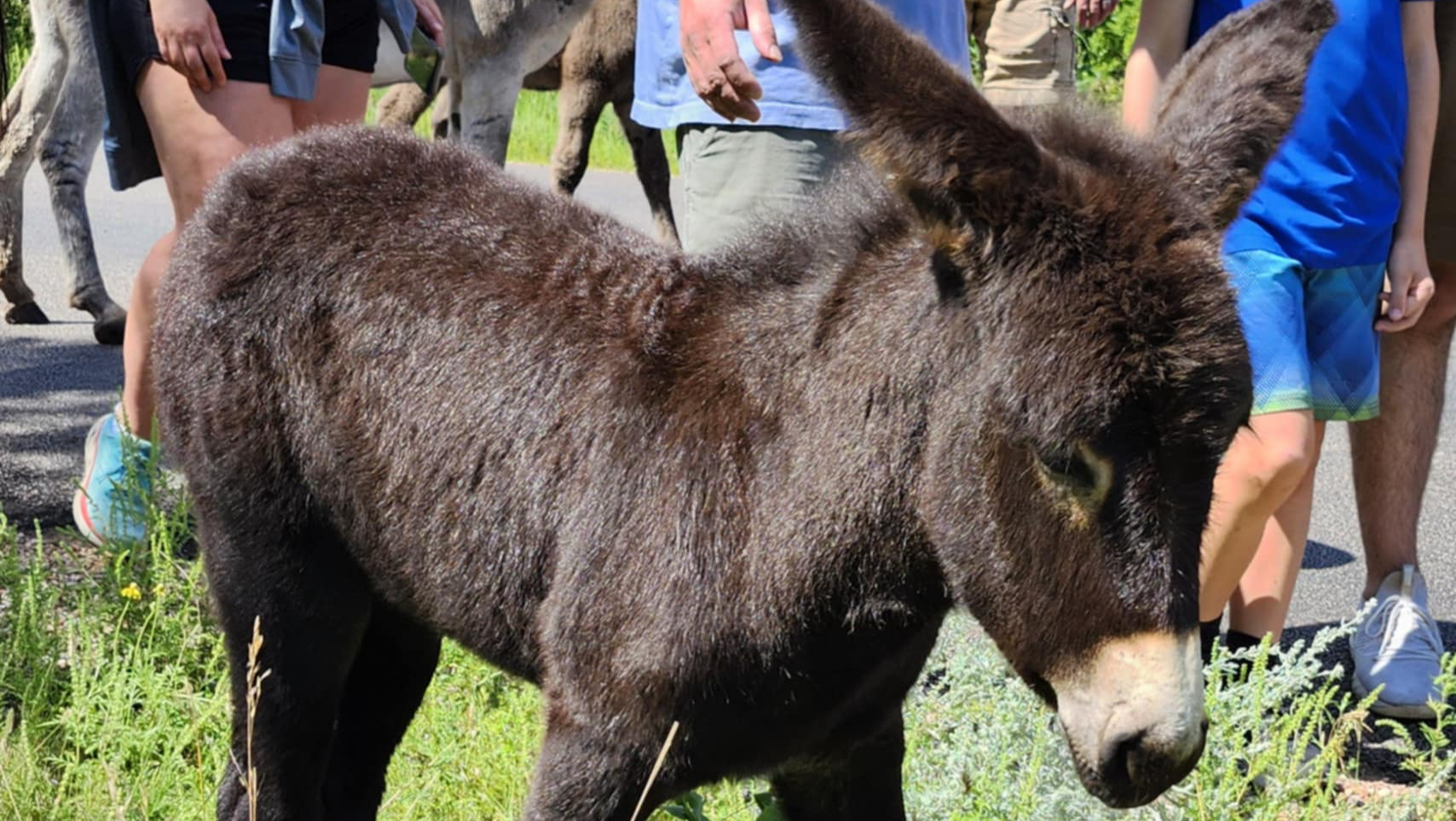 Fundraiser by Michael Ralston : Support Denali Donkey Rescue's Mission