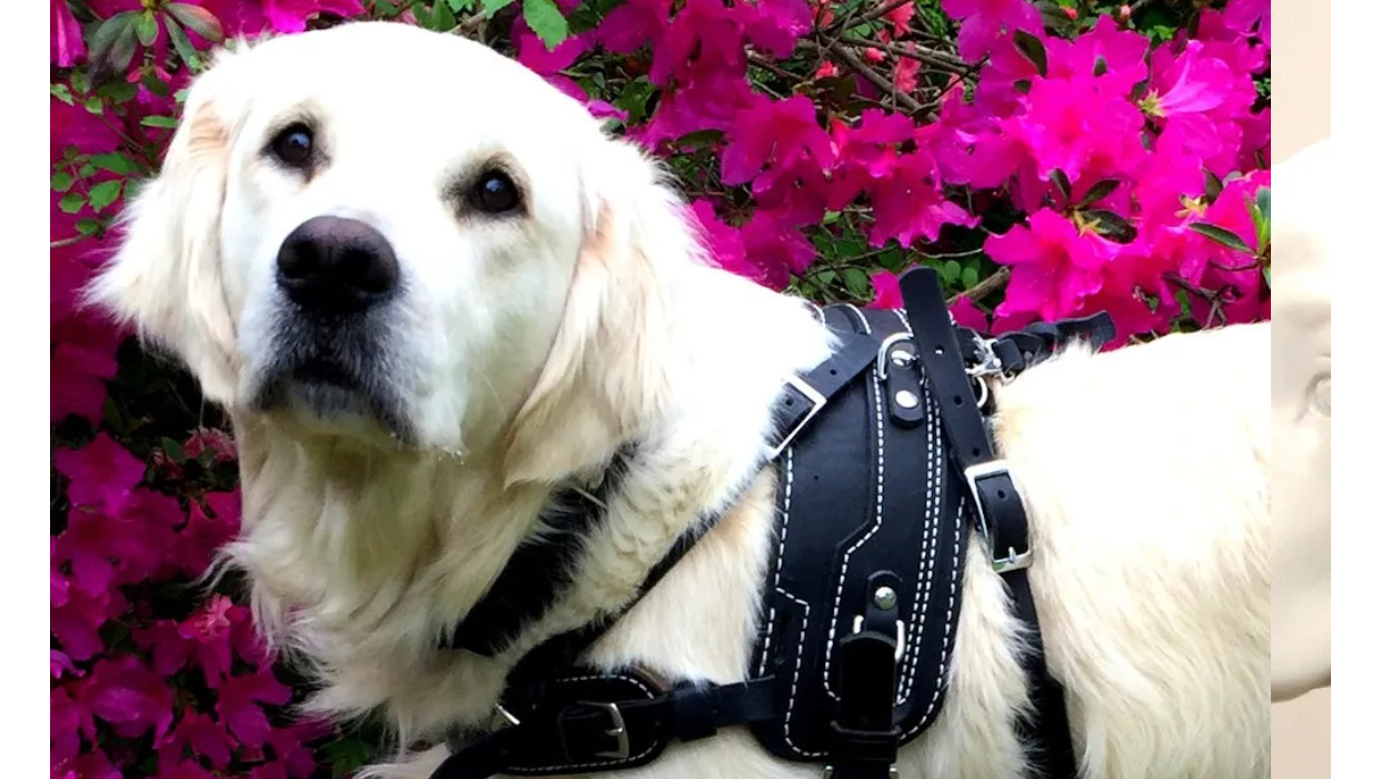Fundraiser by Sam Reed : Help Winnie Get New Service Dog Gear