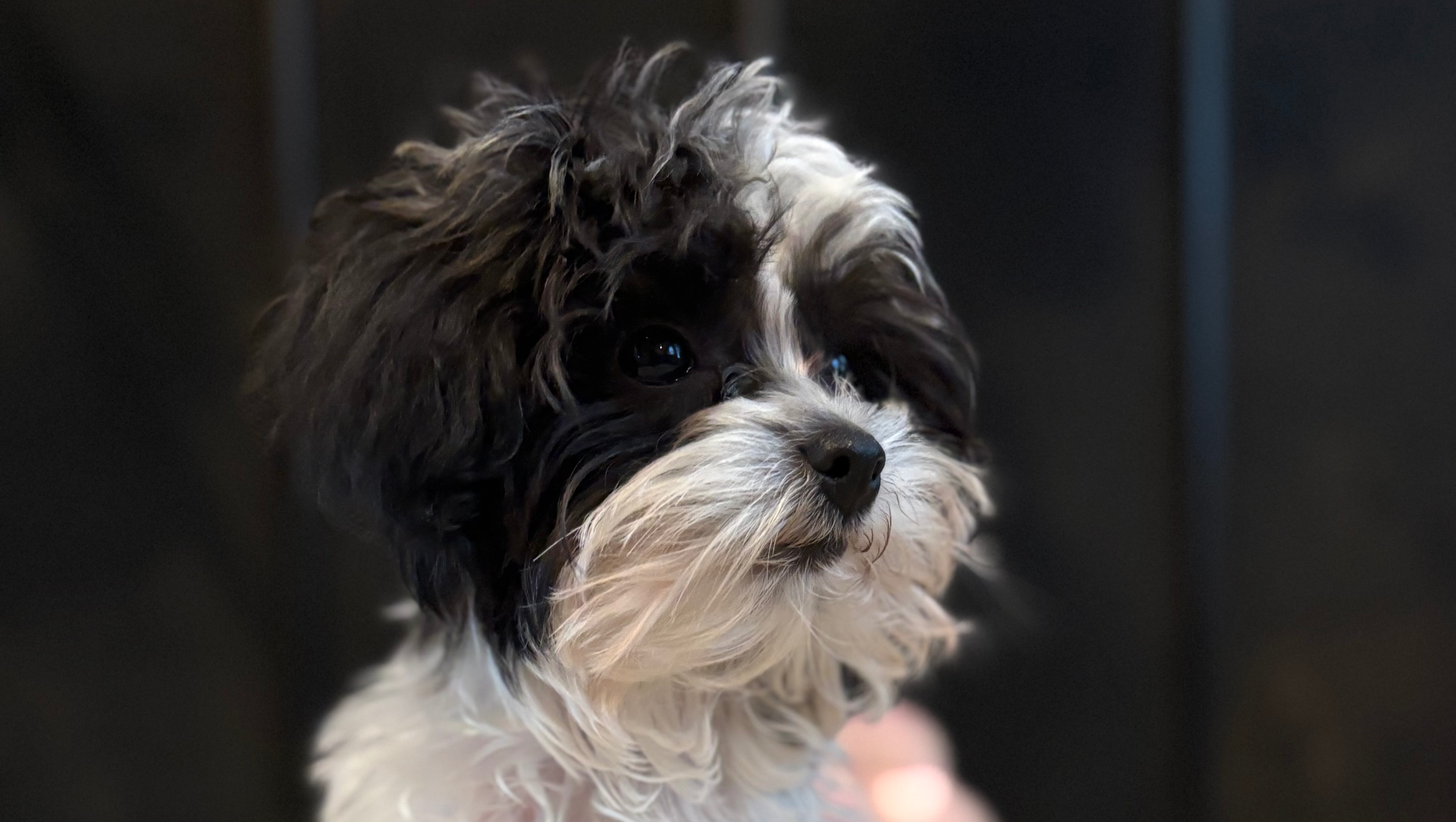 Fundraiser by Stephanie Segovia : Help Bradley Get the Heart Surgery He ...