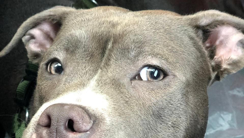 Fundraiser by Luna the Bully : Help Me Reunite With My Dog Luna My ...