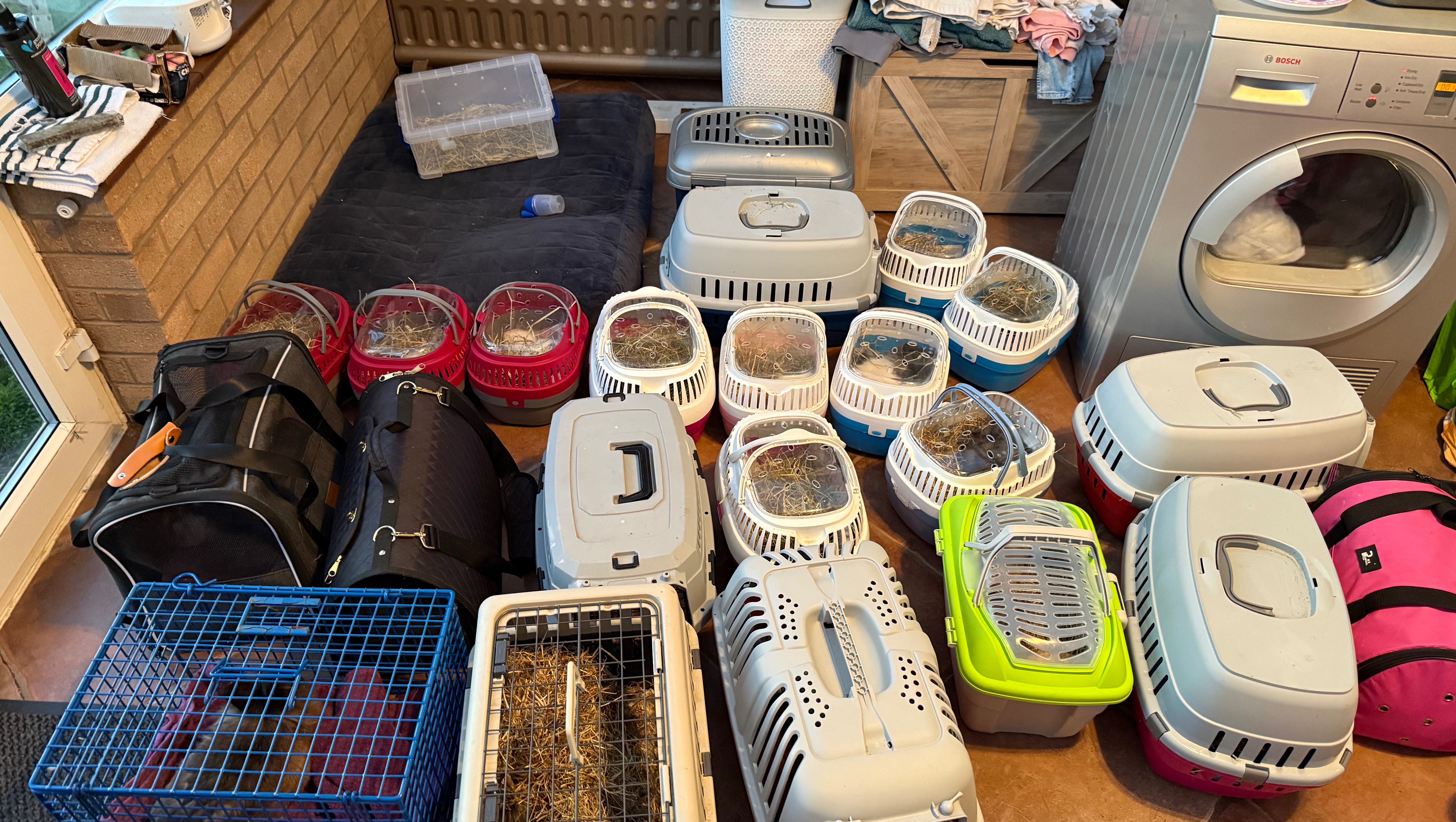 Fundraiser for Amy Roberts by maria Kirkham : Mansfield guinea pig rescue