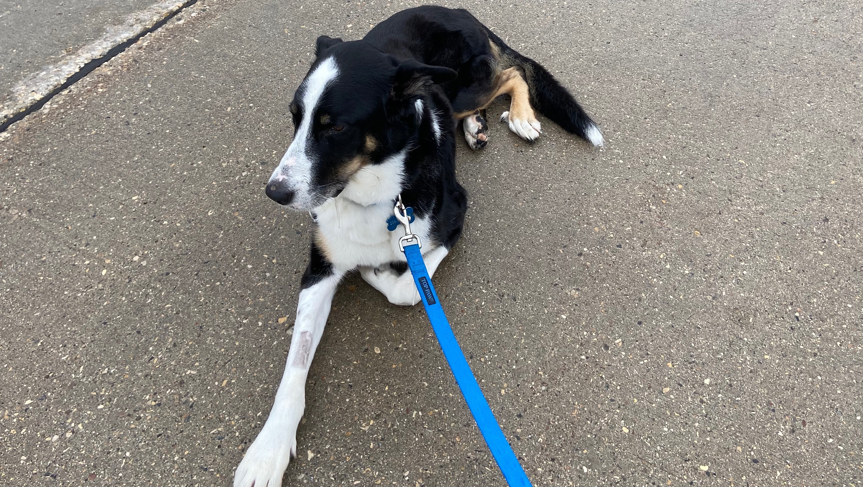 Fundraiser by Emily Rochon : Help me save Brentley. Urgent bills are ...