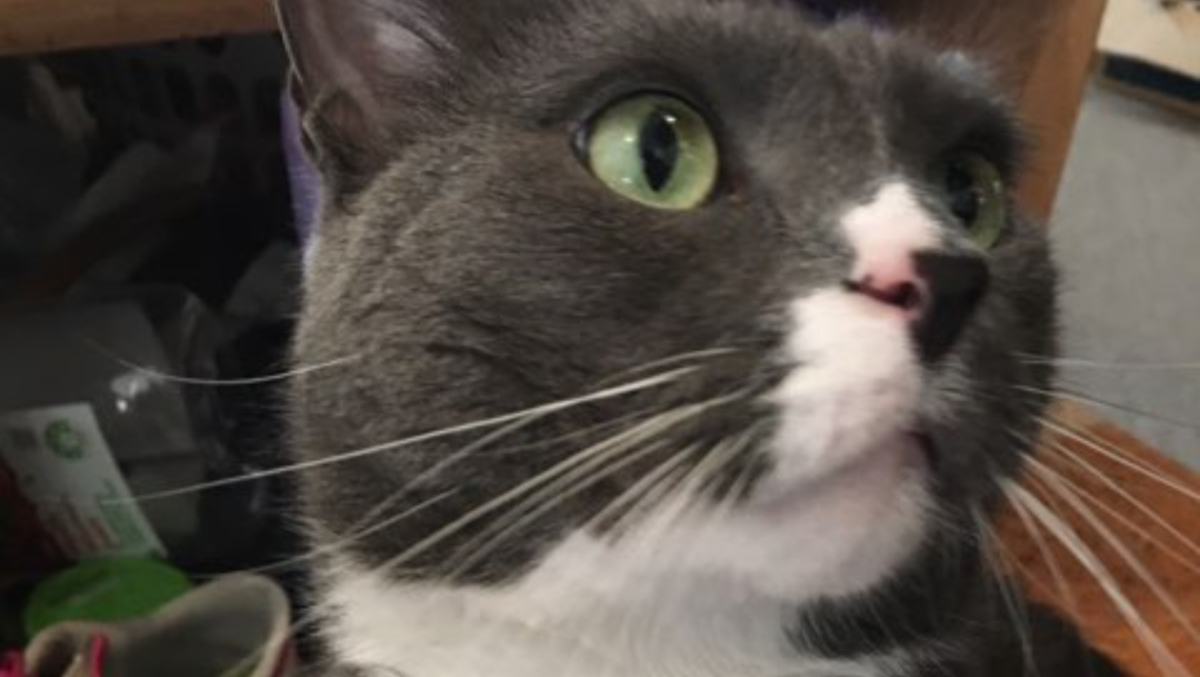 Fundraiser by Gabrielle Harwood : Help Smokie get urgent dental work