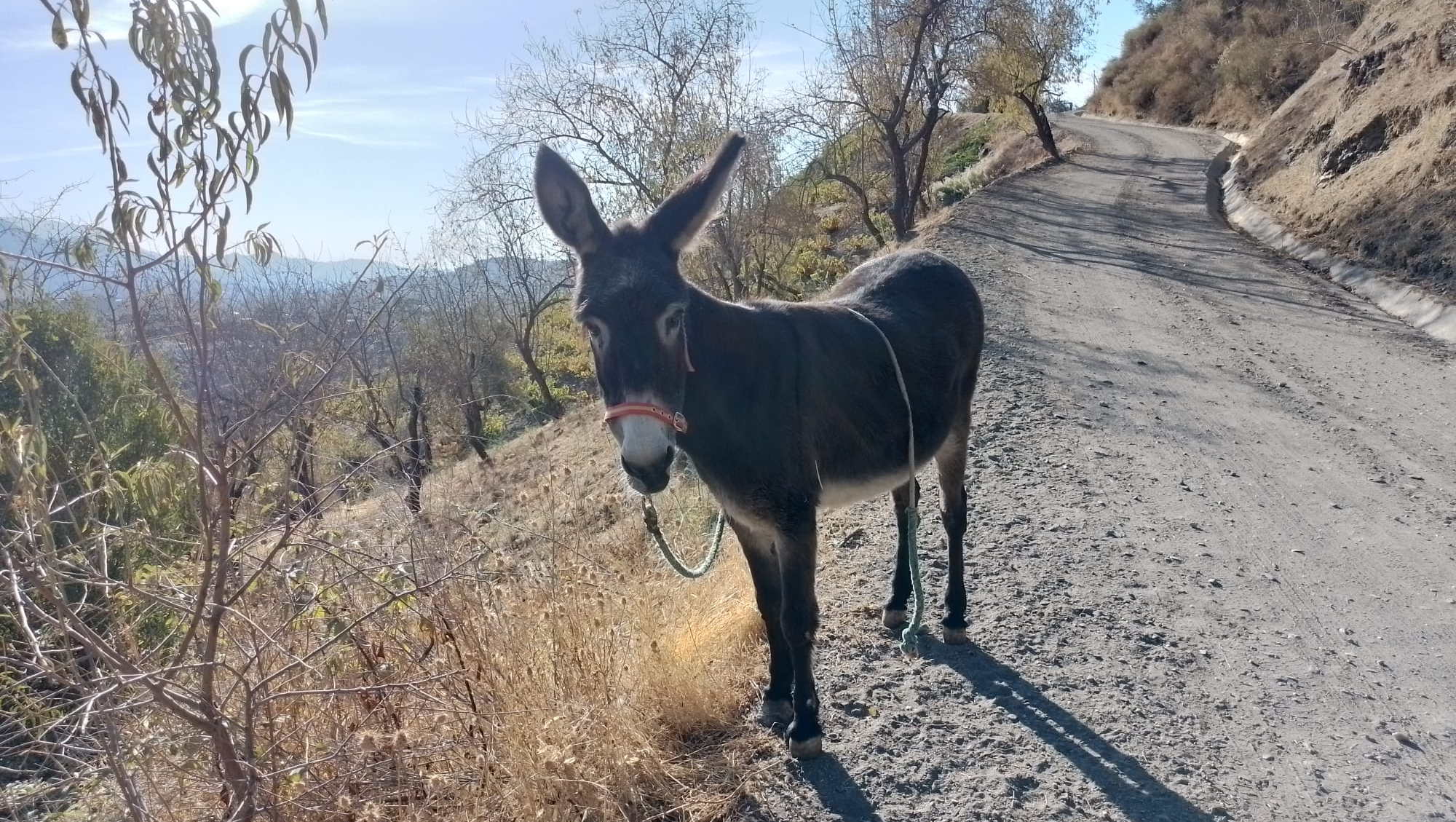 Fundraiser for Sarja Microsanctuary by Annette Franklin : New Donkey House