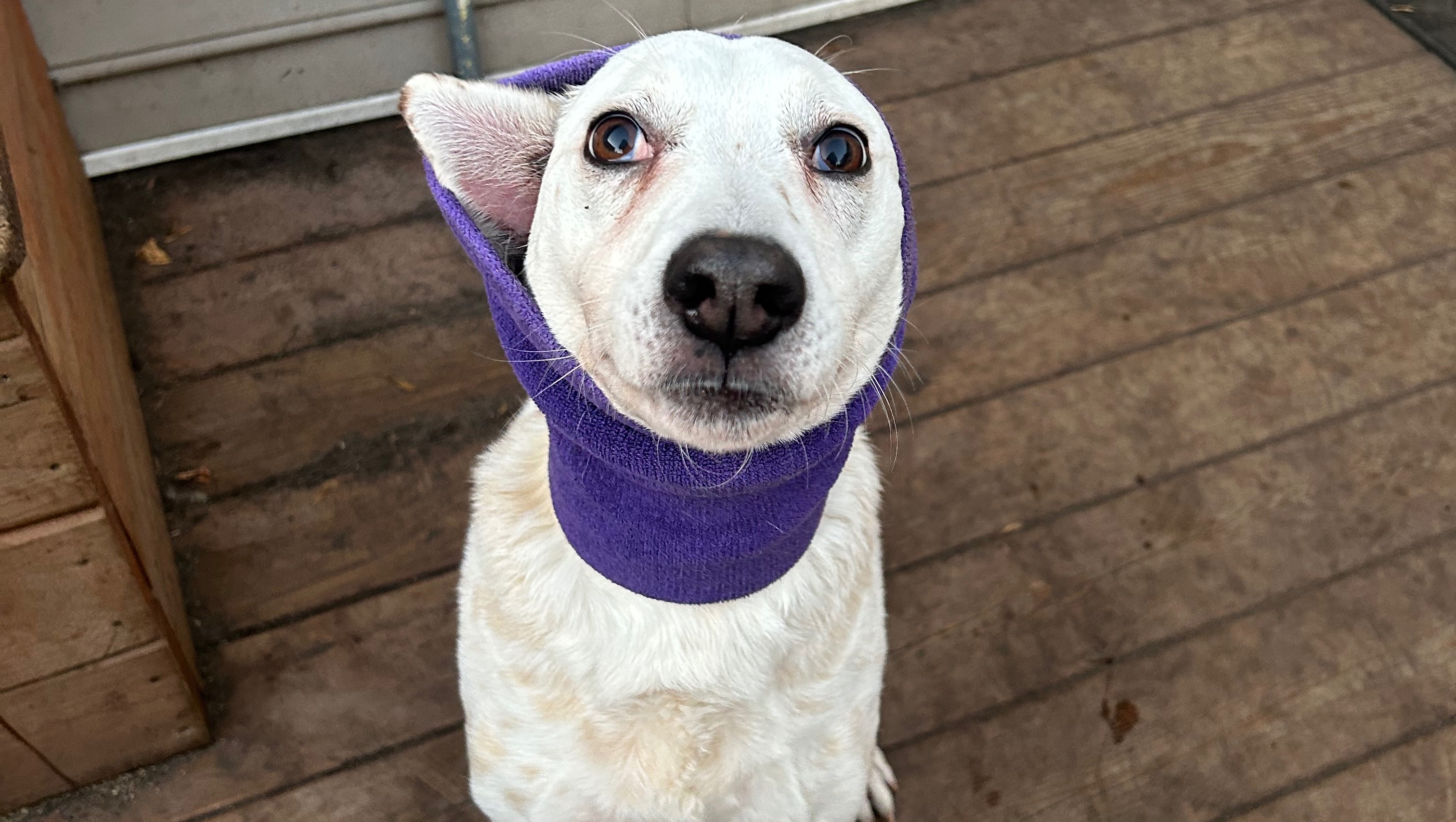 Fundraiser by Kalie Miles : Charlie’s ear hematoma surgery