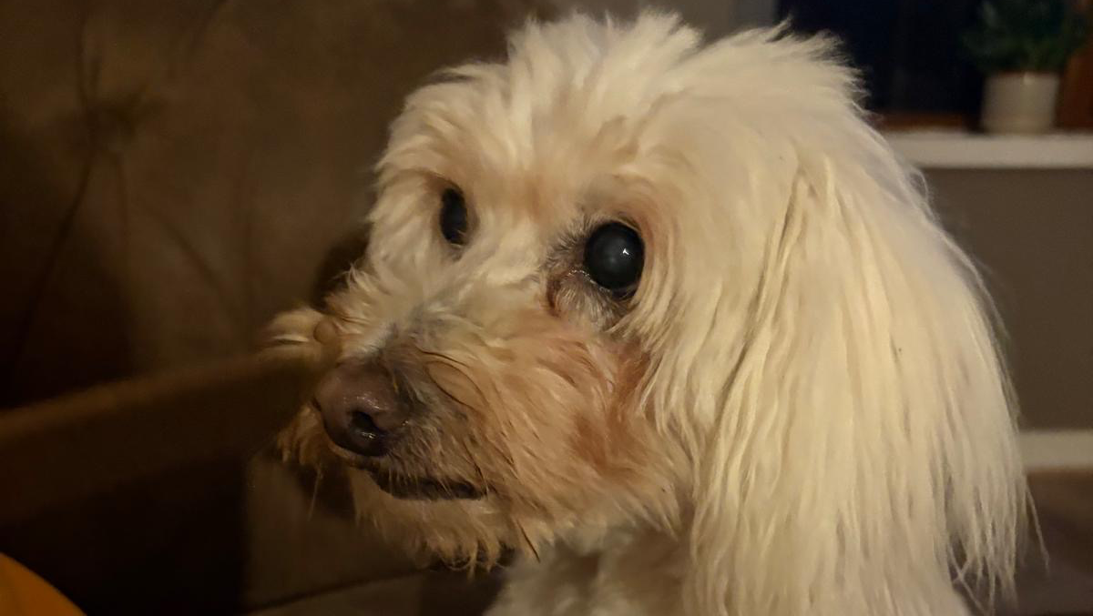 Fundraiser by Jay Tiernan : Help Me Run Free Again