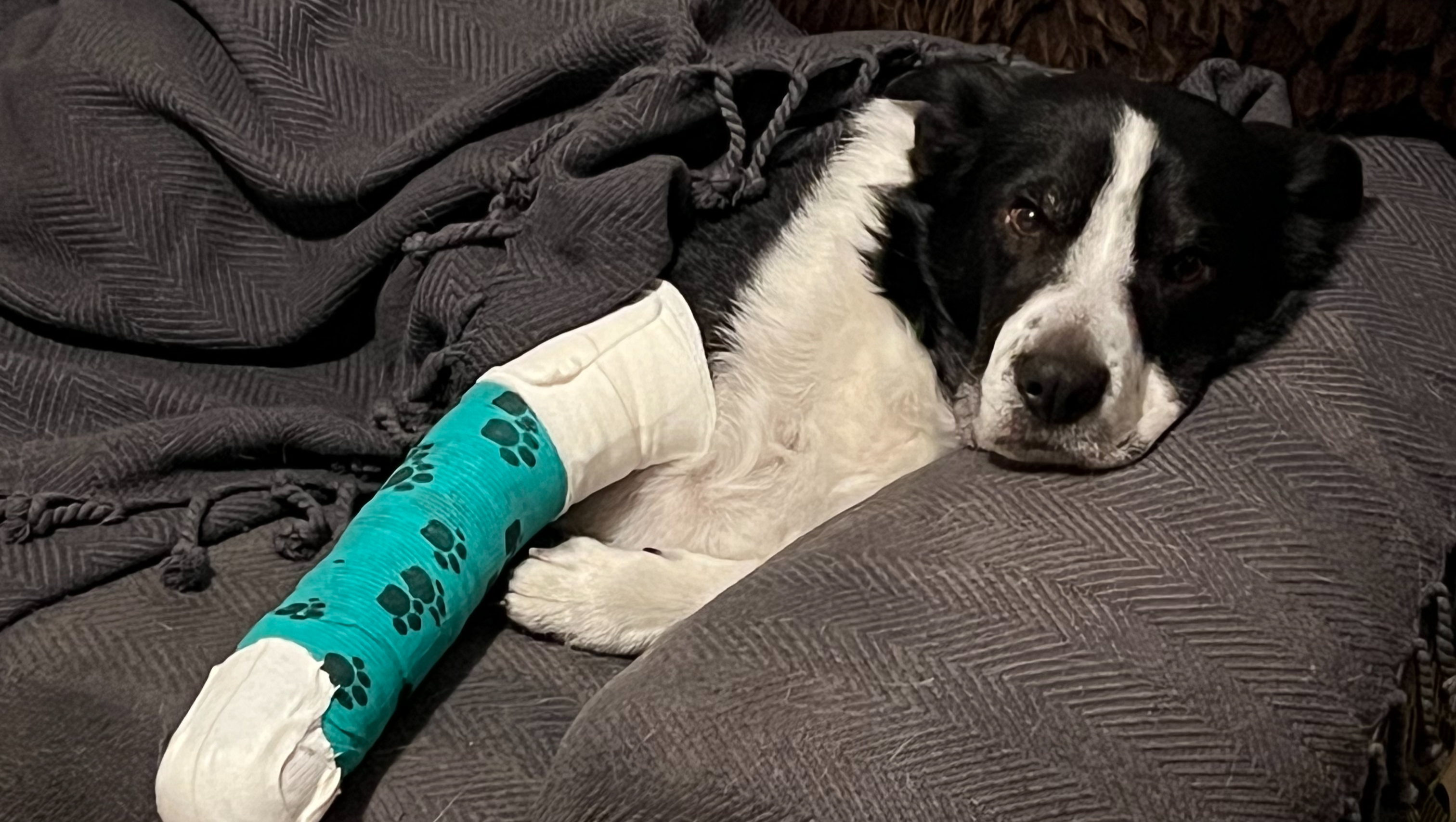 Fundraiser by Hannah Evans : Help Finn Get the Surgery He Needs After ...