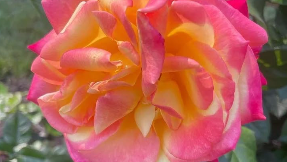 Fundraiser by Molly Connor : Support for the Flavin Family