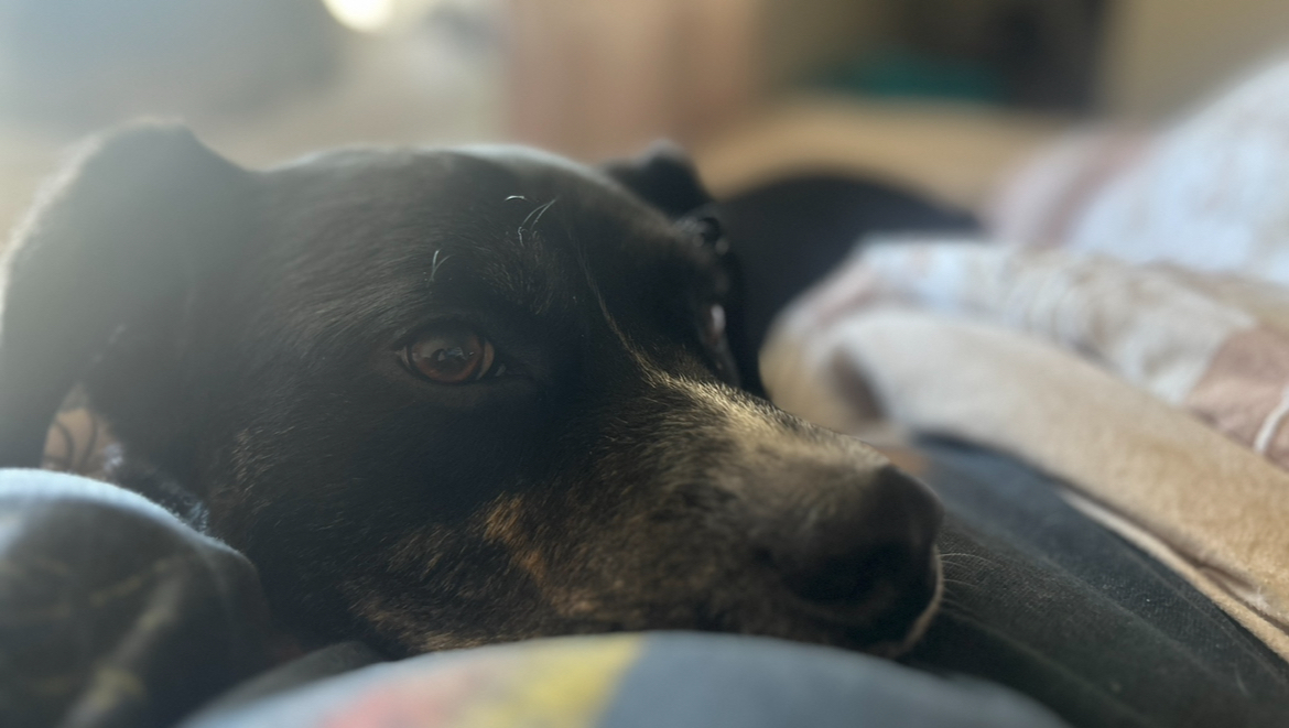 Fundraiser by Andrea Johnson : Save Bandit's Life: Urgent Surgery Needed