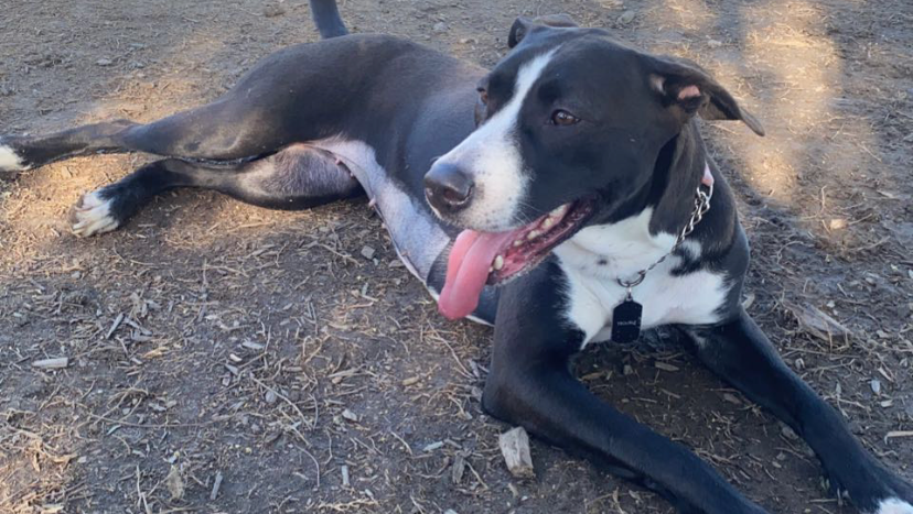 Fundraiser for Kelsei Furman by Madi Spencer : Will you help me fix my ...