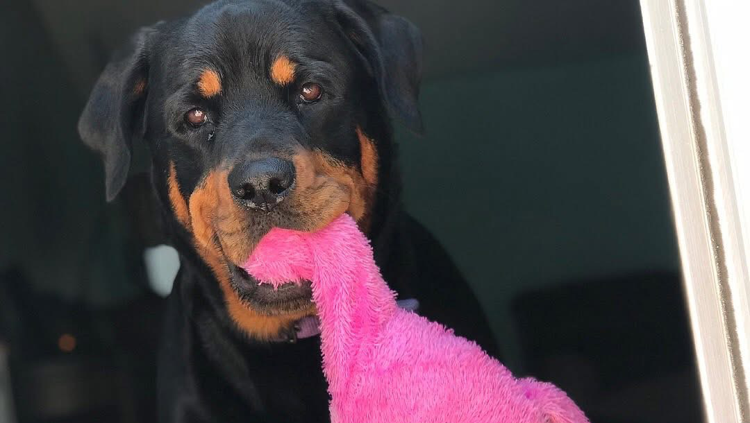 Fundraiser by Joshua Myers : Help me show Cheyenne she's not alone.