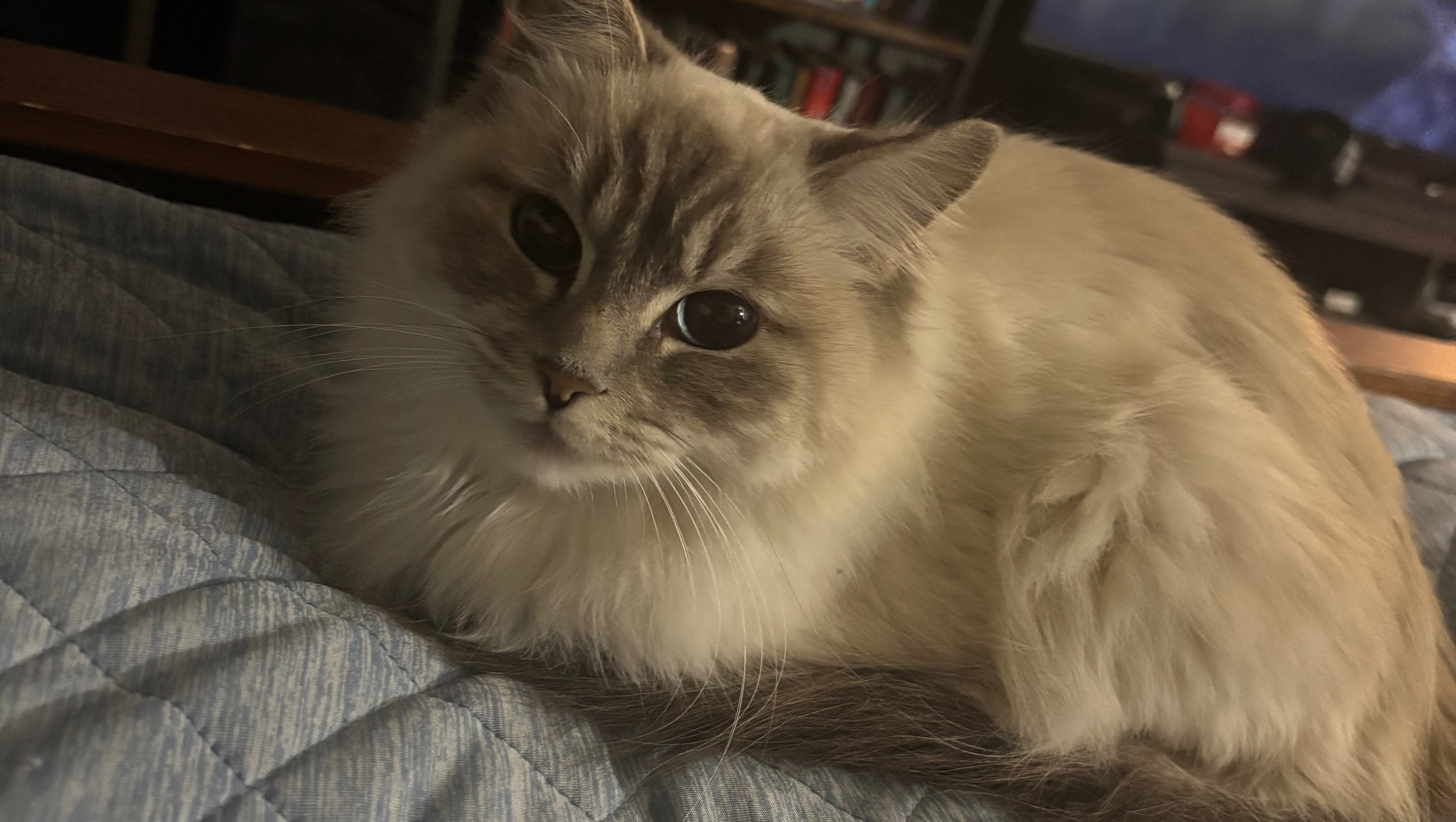 Fundraiser by Brittany Poole : Fix Freya’s abdominal hernia
