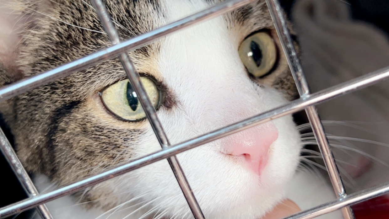 Fundraiser by Victoria Mccall : Tests and treatment for Mittens
