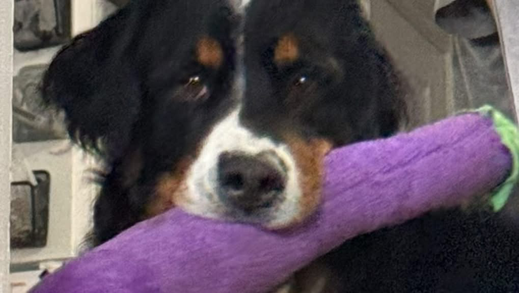 Fundraiser by Gregory Fitzgerald : Friends of Todd