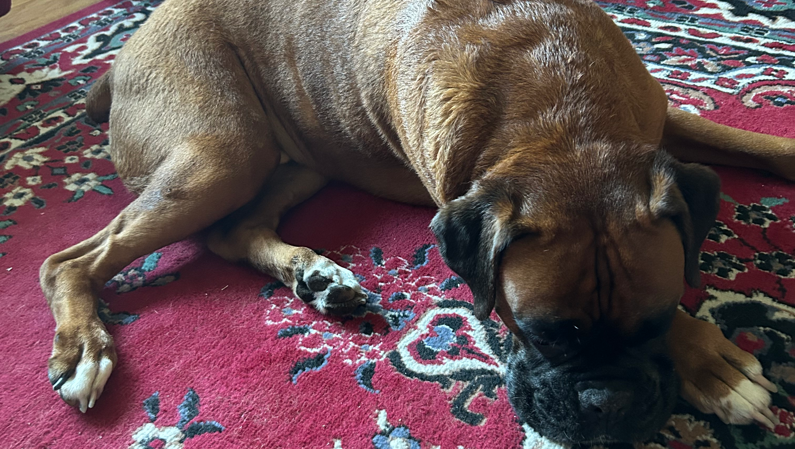 Fundraiser by Charles Pugh : Help Charles Save Buddy from Heart Failure