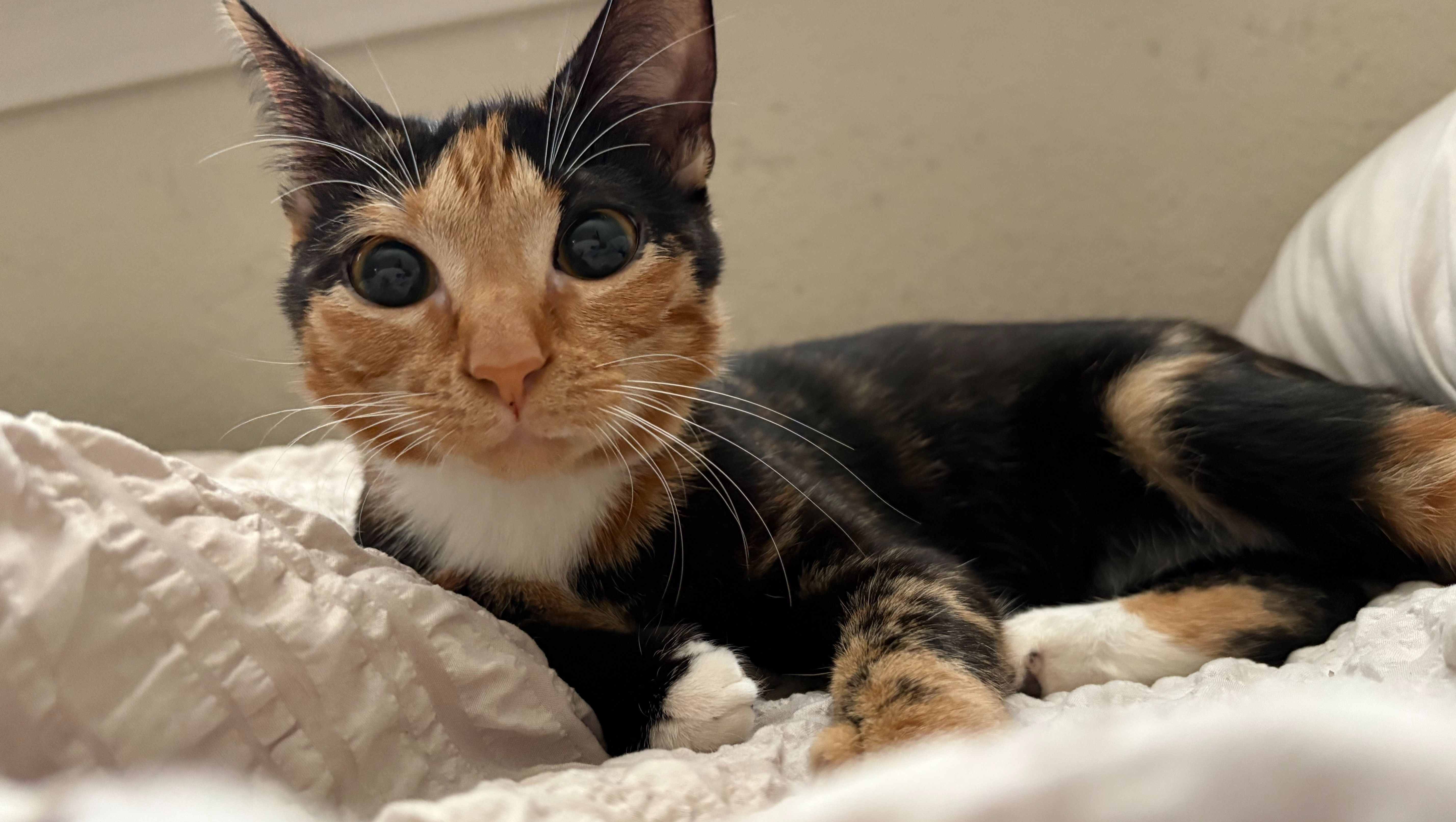 Fundraiser by Naomi Taylor : help me get my surgery