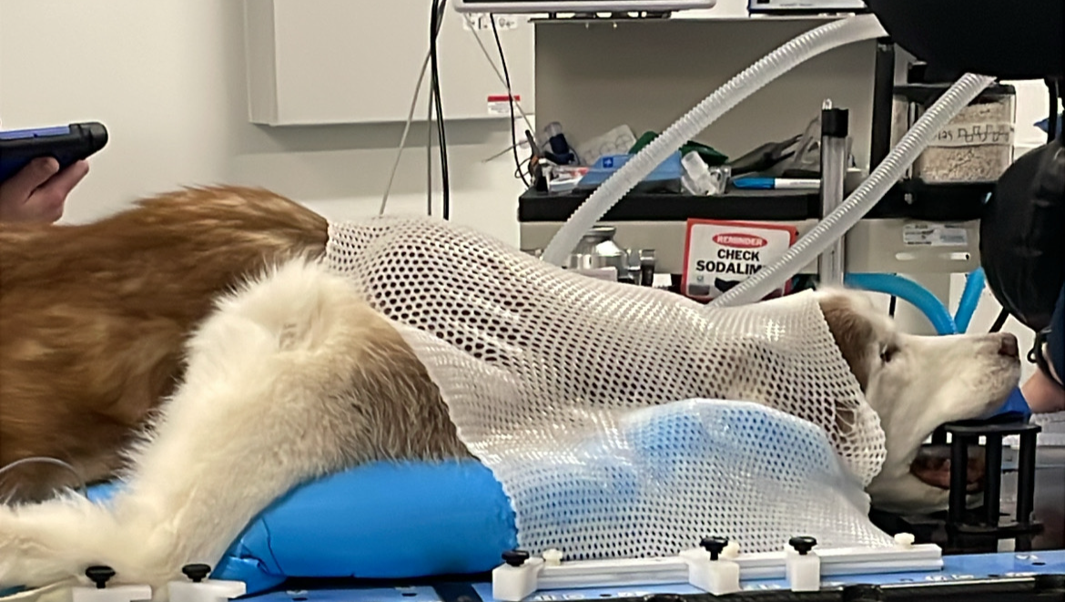 Fundraiser by Laura Hernandez : Help Me Give Onyx the Care He Deserves