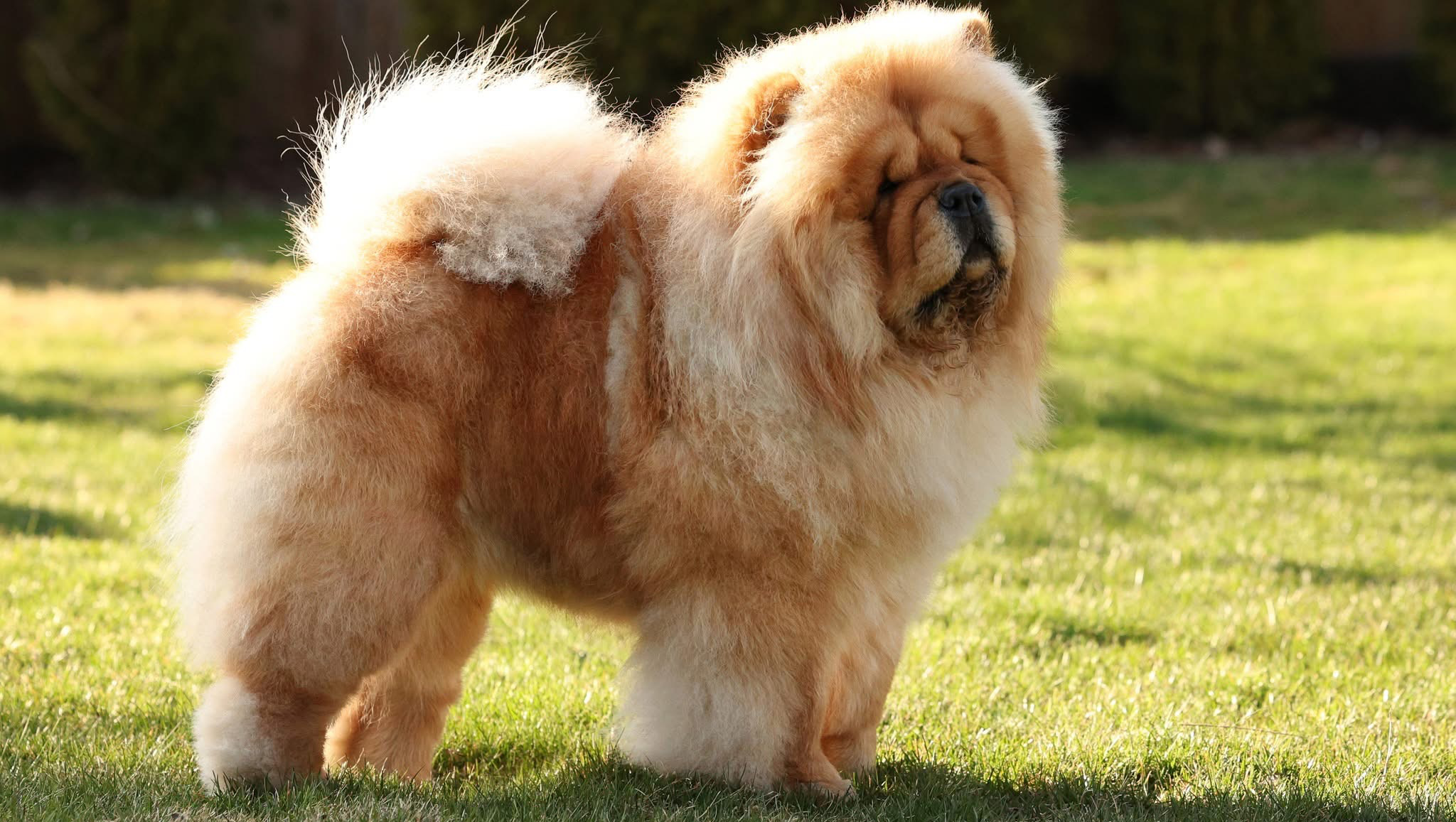 Fundraiser for Wendy Reyn by Tracy Cartwright : Mochi needs our help!