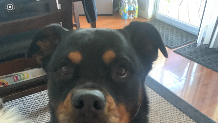 Fundraiser by Chari Crawford : Bella's Surgery