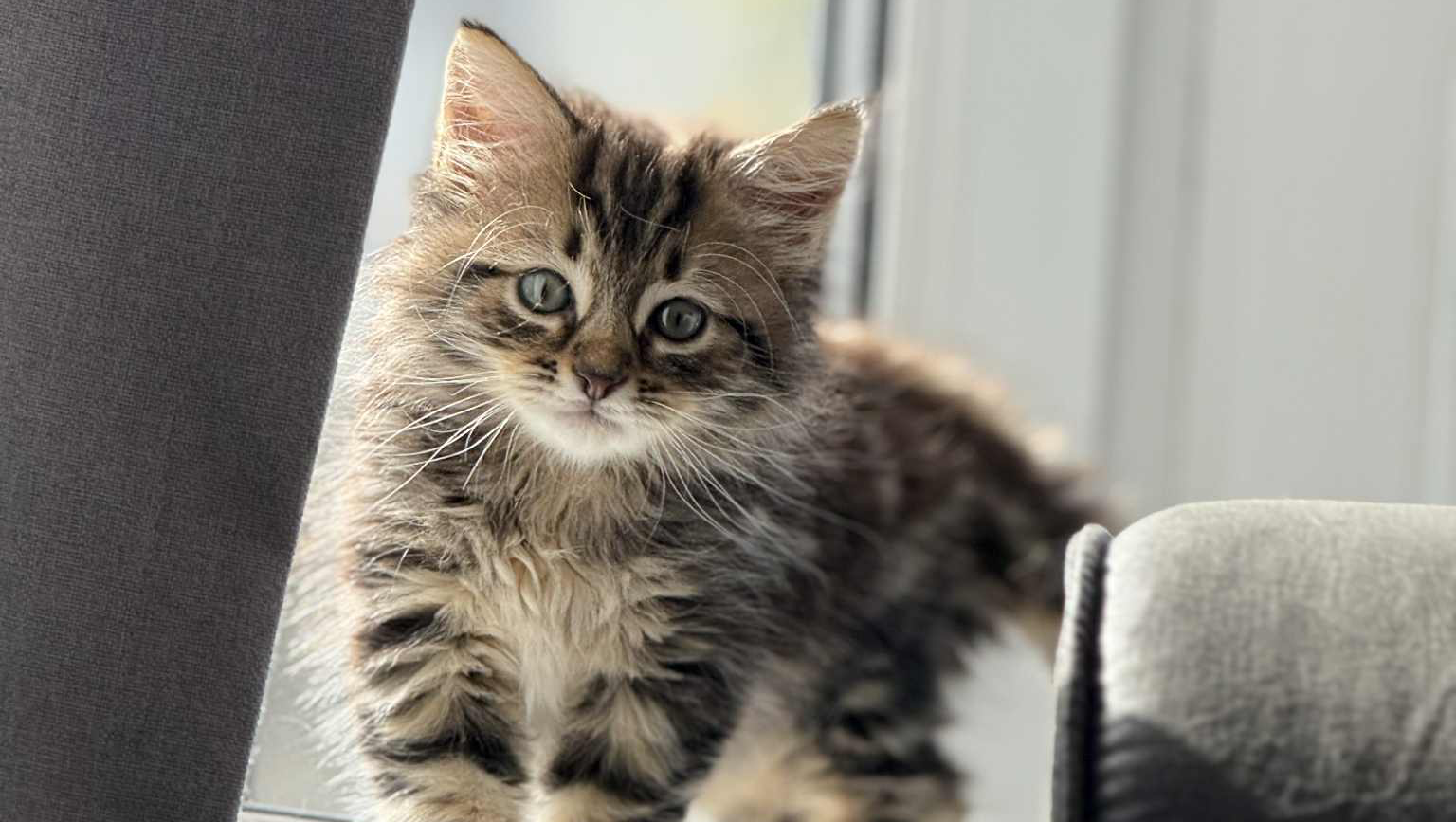 Fundraiser by Georgie Tootle : Let’s get Ralph back to his wreck it ...