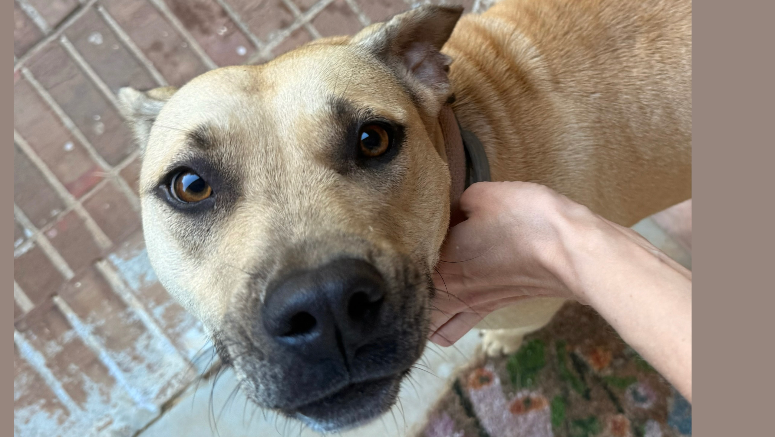 Fundraiser by Courtney Scott : Help Us Give Our Stray Dog a Safe Home
