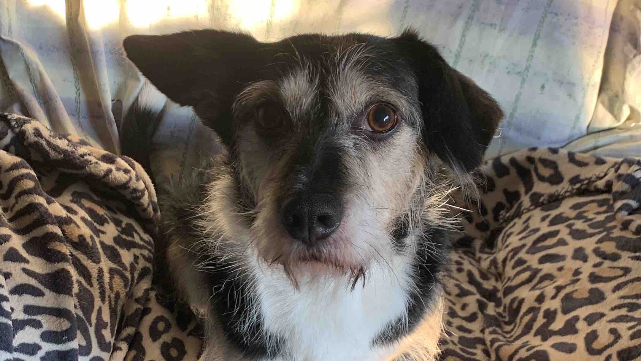 Fundraiser by Sheri Reynolds : Snoopy the rescue needs major surgery!