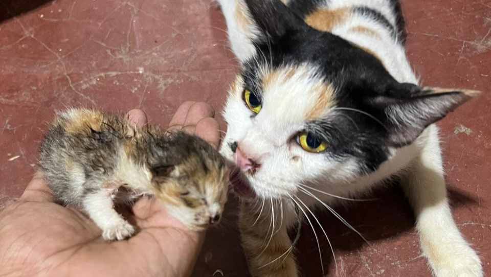 Fundraiser by Angela Mansfield : PLEASE HELP Maira save the abused ...