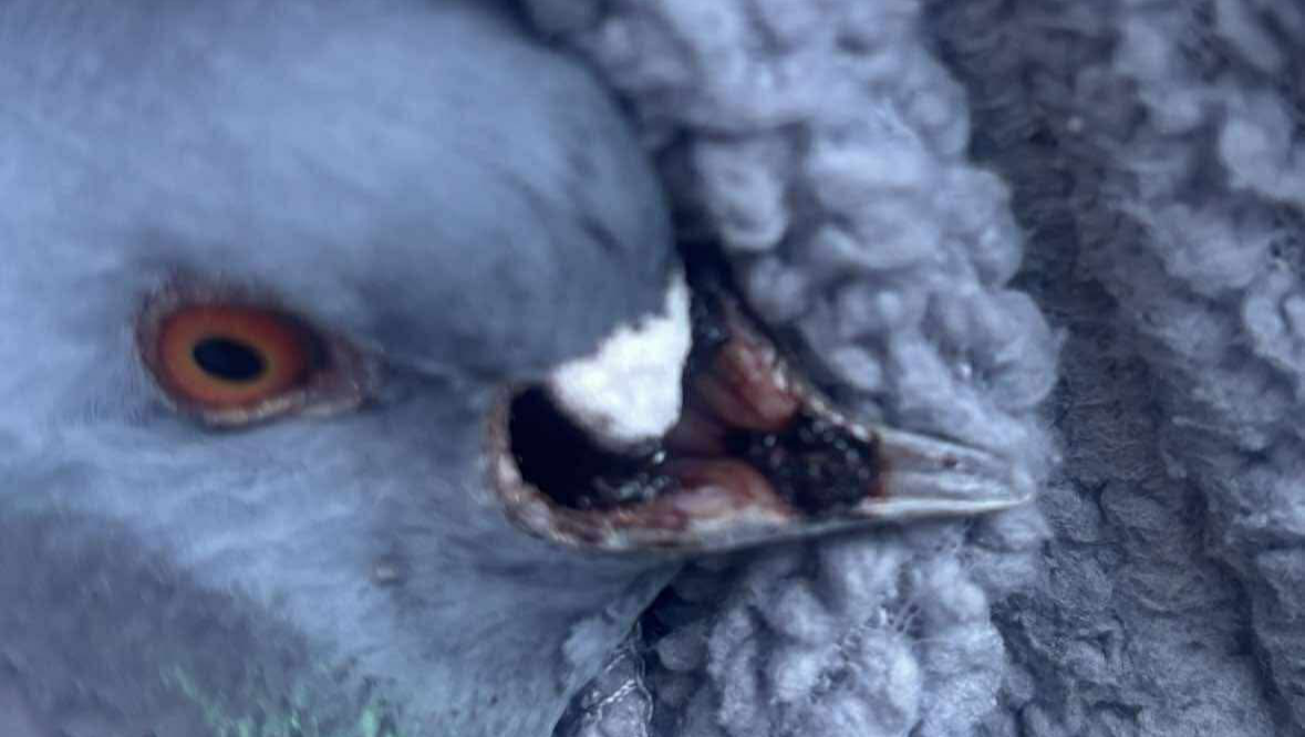 Fundraiser for Laura Brewer by Jiqing Zhang : Help Us Save Mr Beak and ...