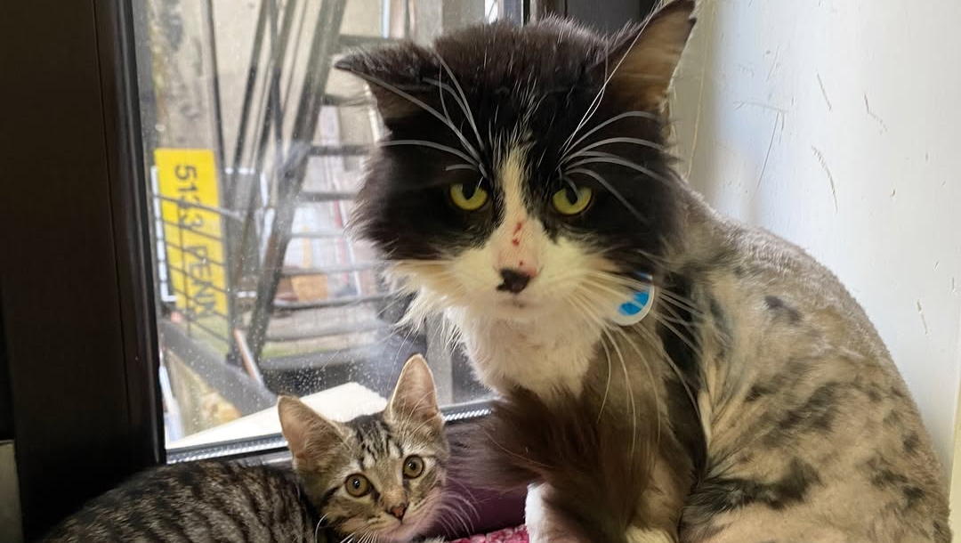 Fundraiser by Rory Corcoran : Help Save Monty From FIP